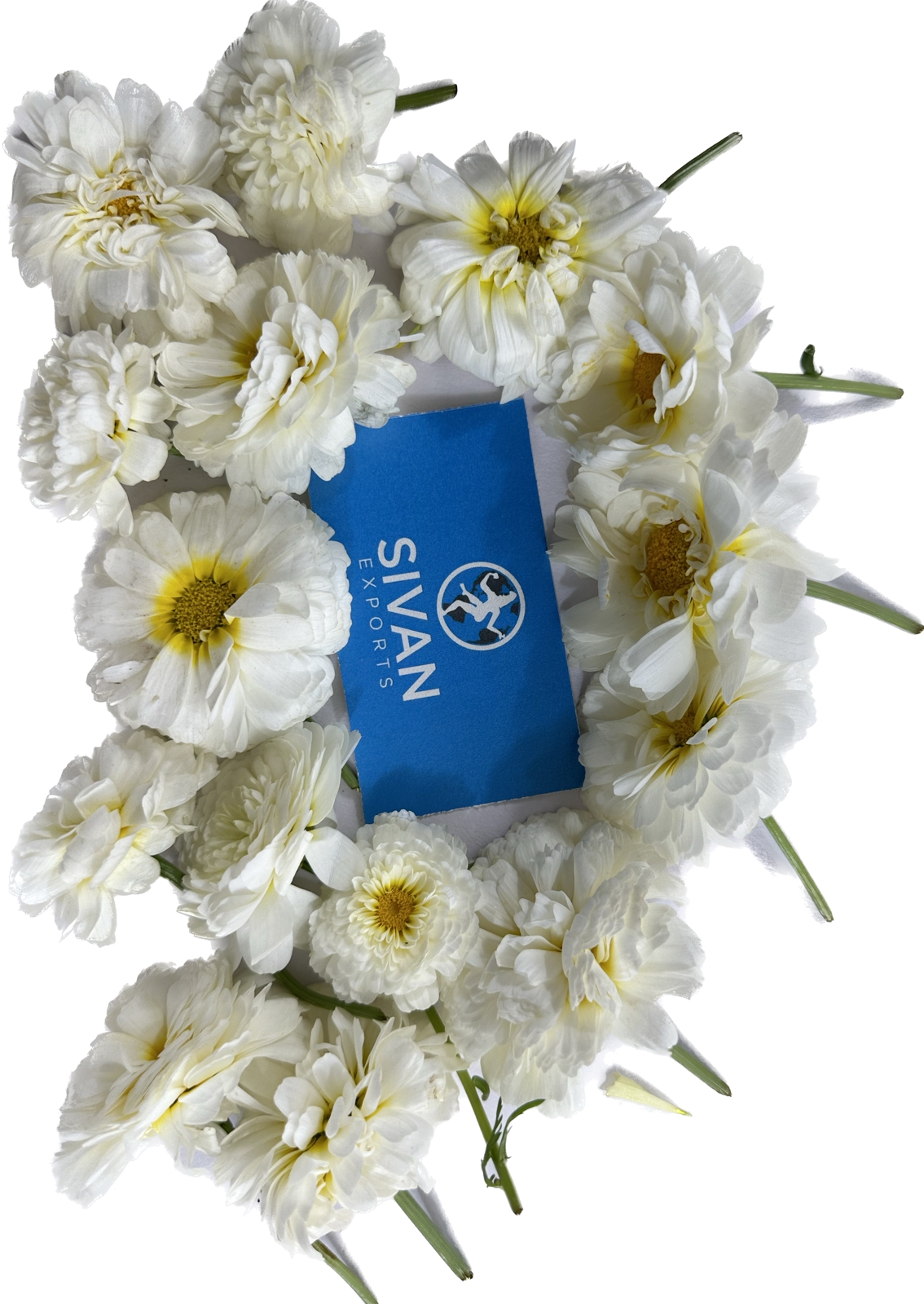 Sivan Exports - Indian Exporter of Fresh Fruits, Vegetables, Flowers ...